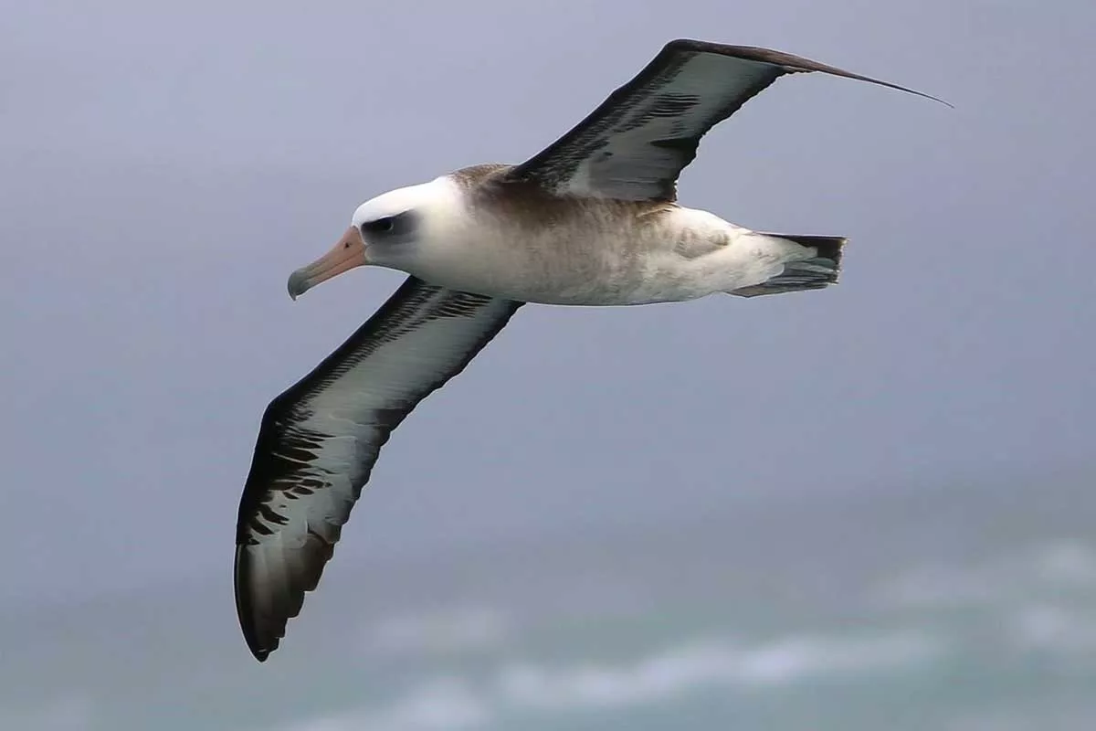Un Guide Complet de l'Albatros : Maîtres du Ciel Océanique - Histoires ...