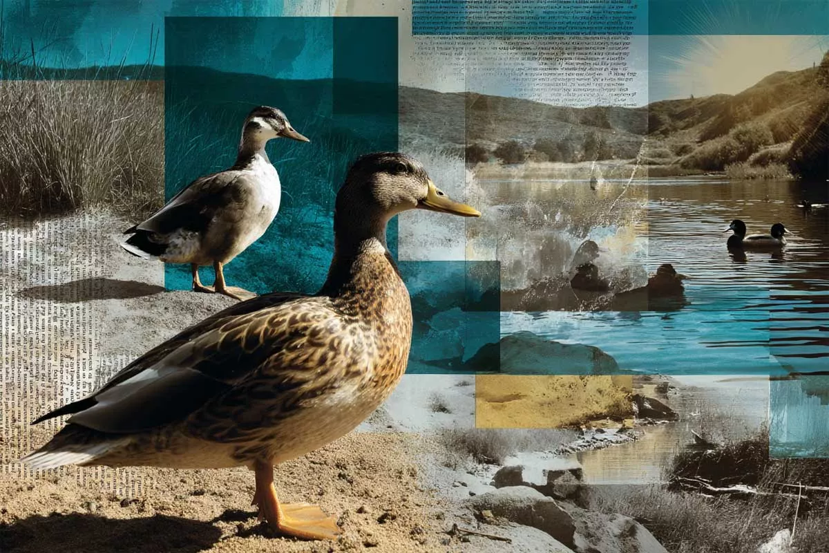 Tout sur les Canards : Votre Guide du Monde des Oiseaux d'Eau ...