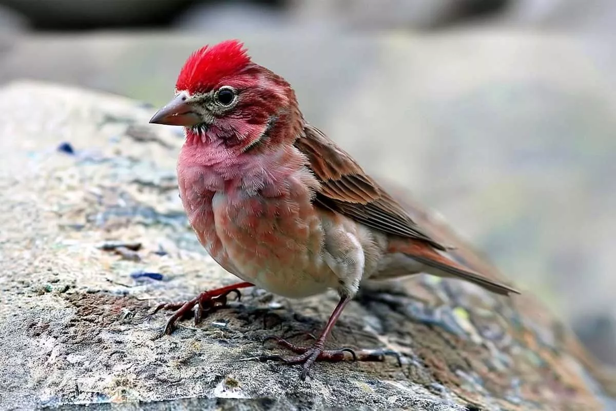 Guide complet des Pinsons - Histoires d'oiseaux