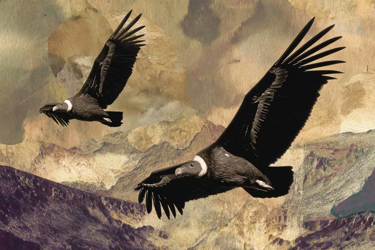 Le Guide Ultime des Condors - Contes d'Oiseaux