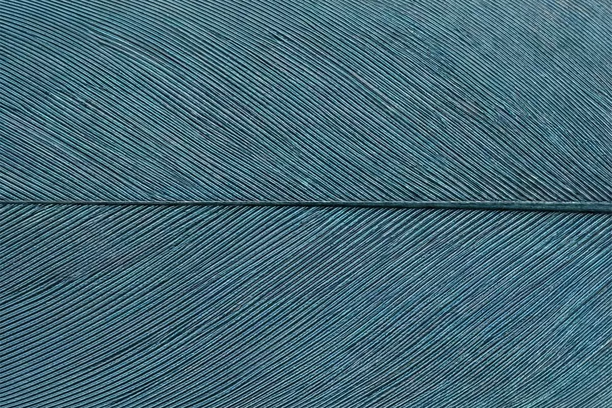 Plumes d'Oiseaux - Structure, Fonction et Entretien (Expliqué)