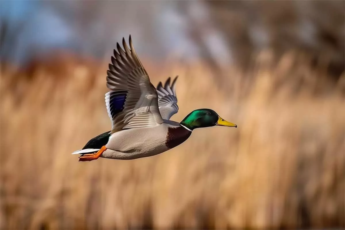 How Fast Can Ducks Fly? Discover the Surprising Speeds - Birds Tales