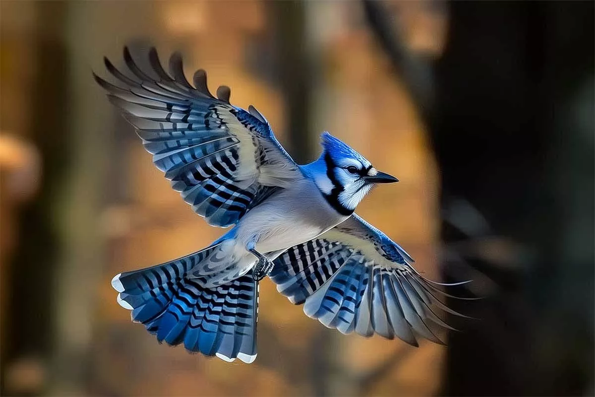 Do Blue Jays Migrate? Discover When and Why - Birds Tales