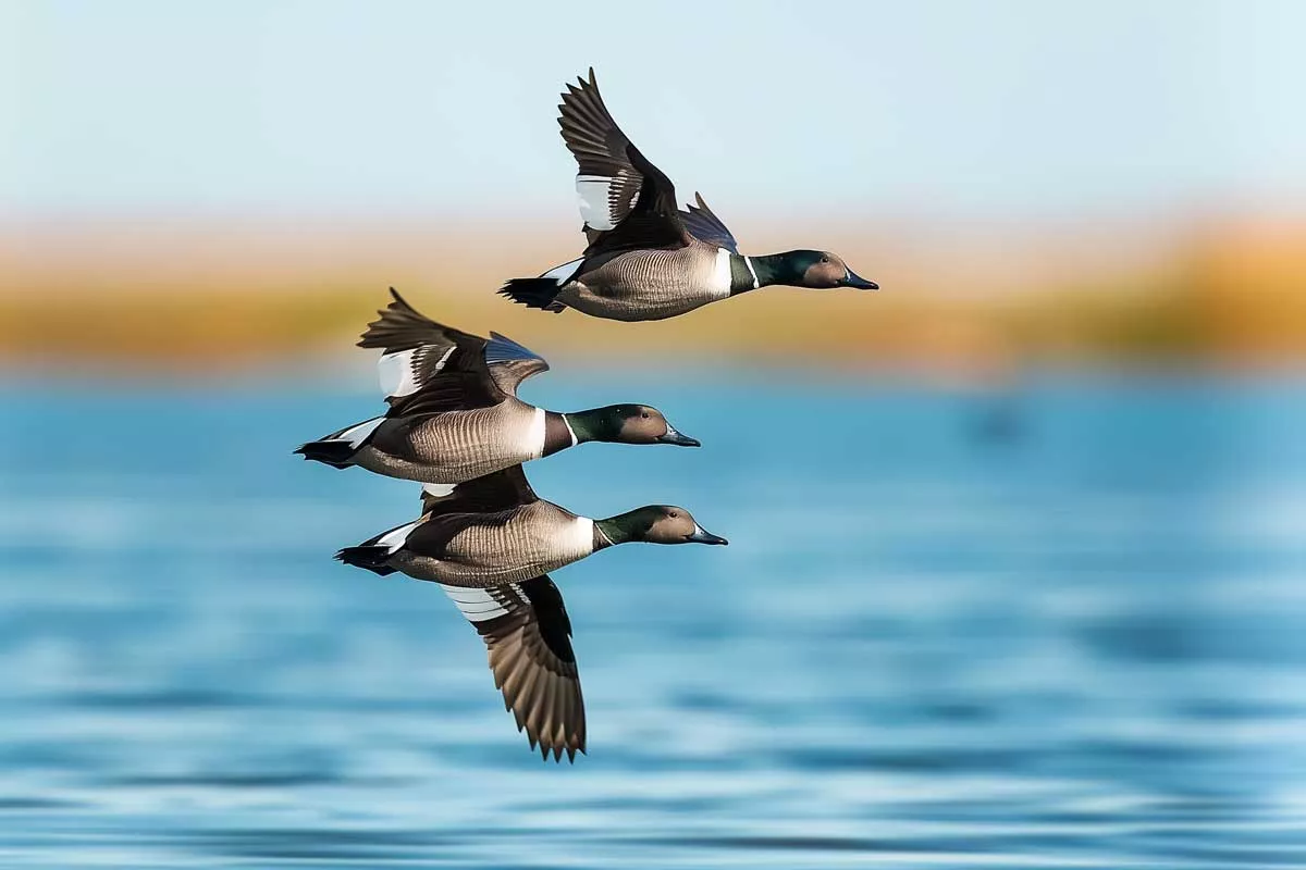 How Far Can Ducks Fly Long Distances Without Stopping - Birds Tales