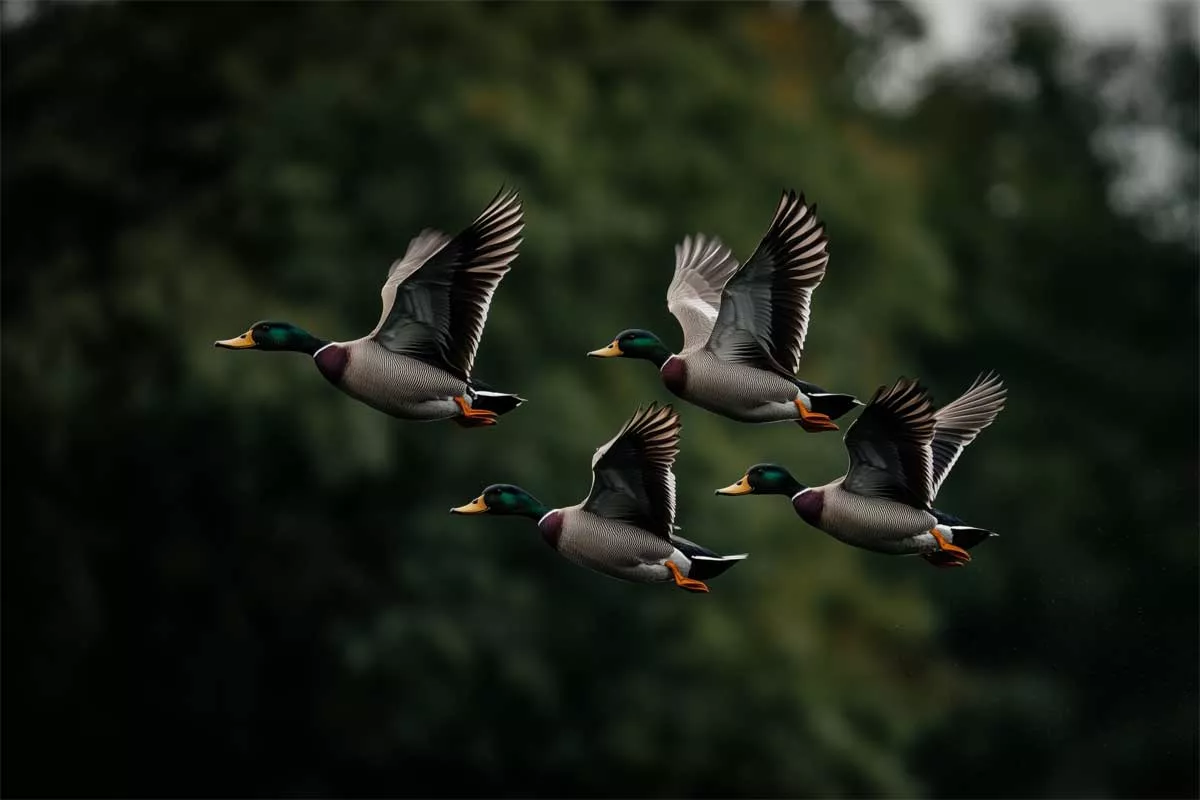 Bird Nest Guide (10 Types) - How & Why They Are Built