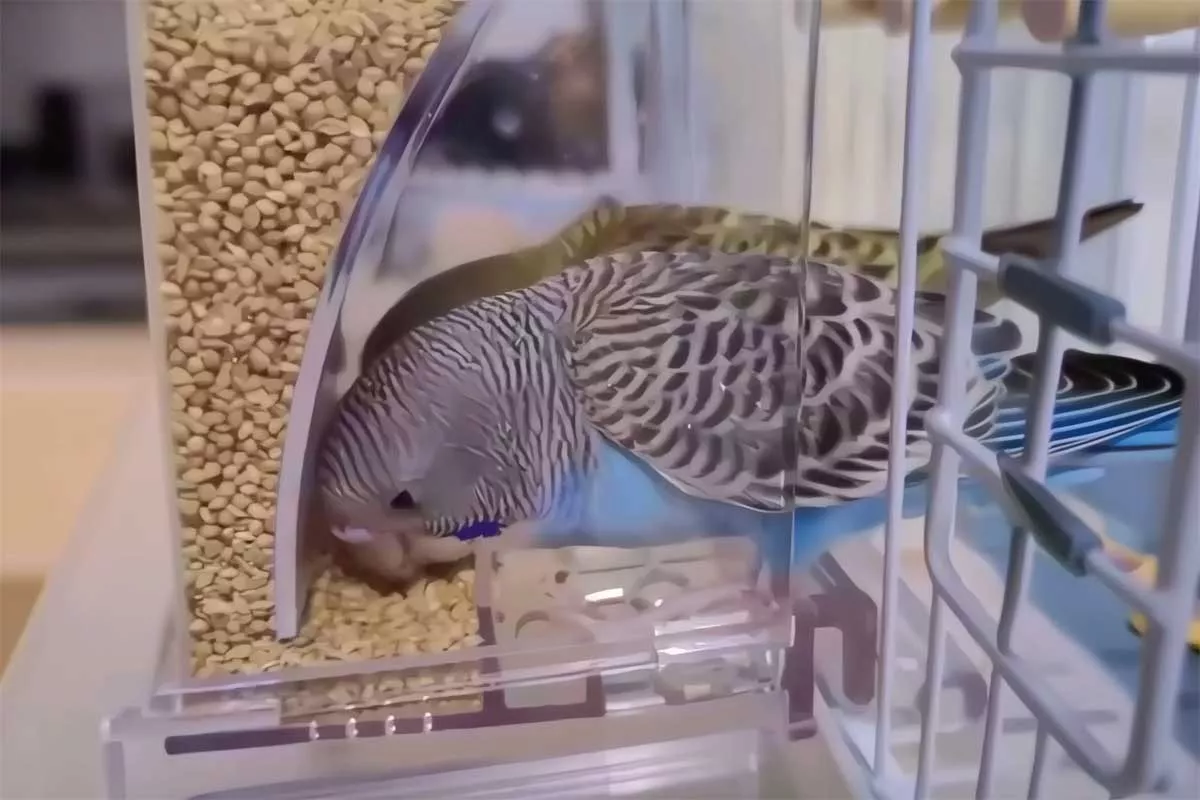 How to Choose the Right Bird Feeder for Your Parrot - Birds Tales