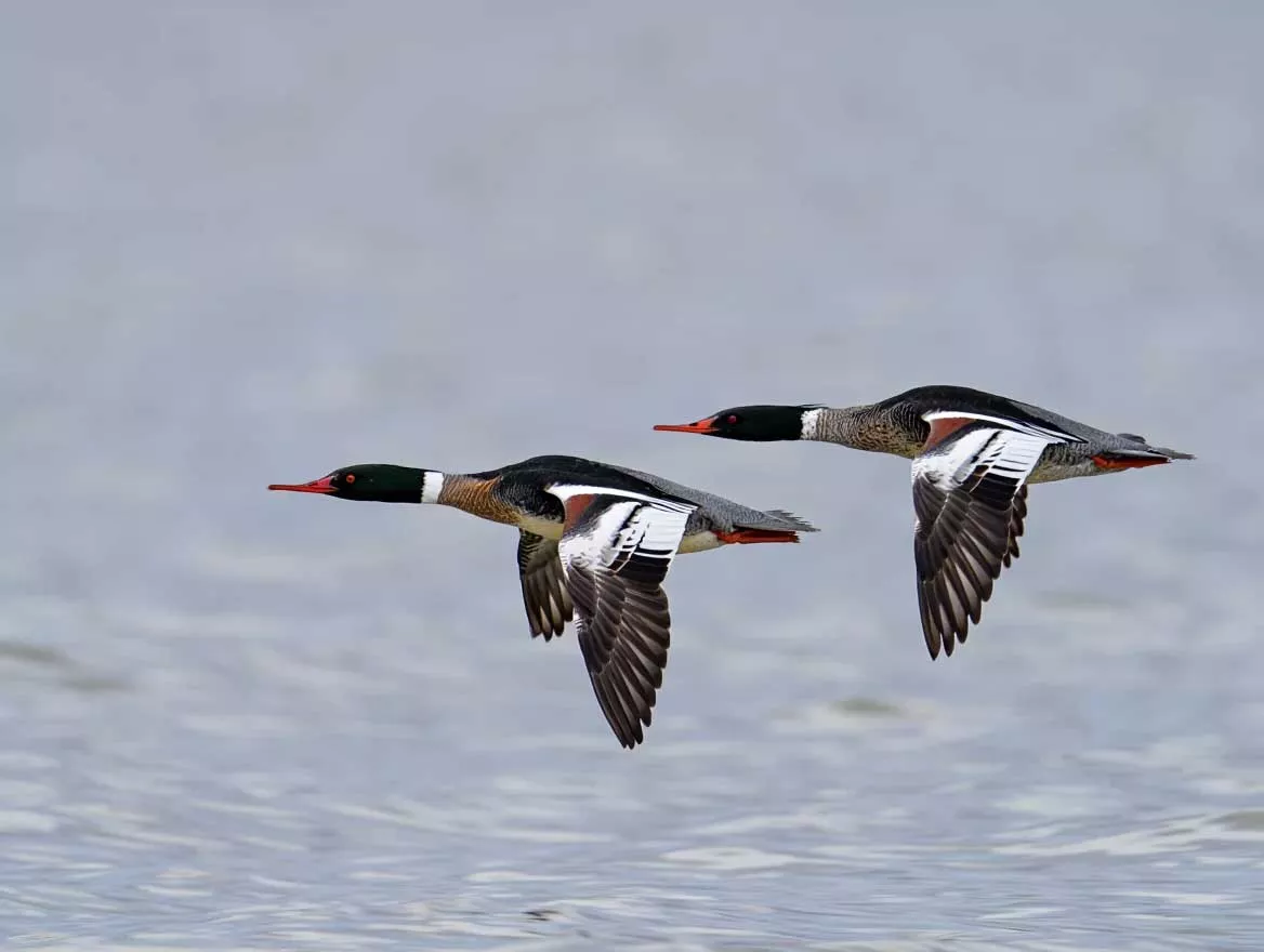 How Fast Can Ducks Fly? Discover the Surprising Speeds - Birds Tales