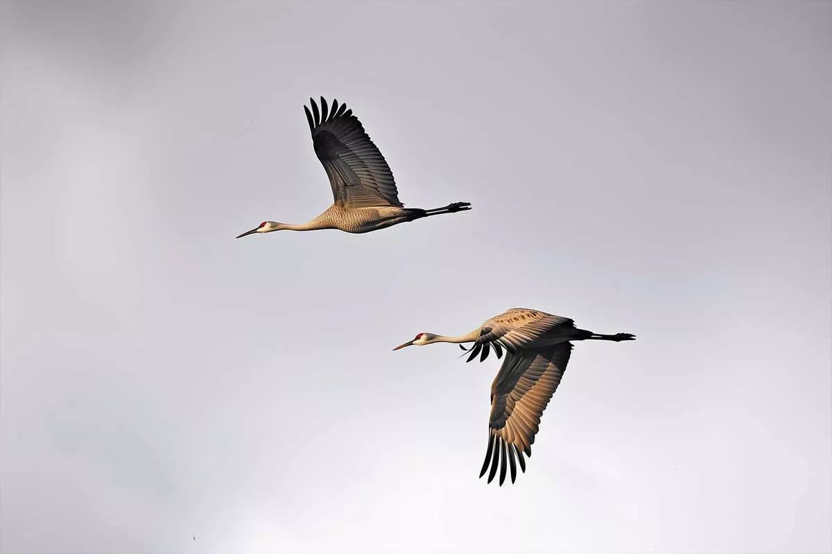 The Fascinating Reasons Why Do Birds Migrate - Birds Tales