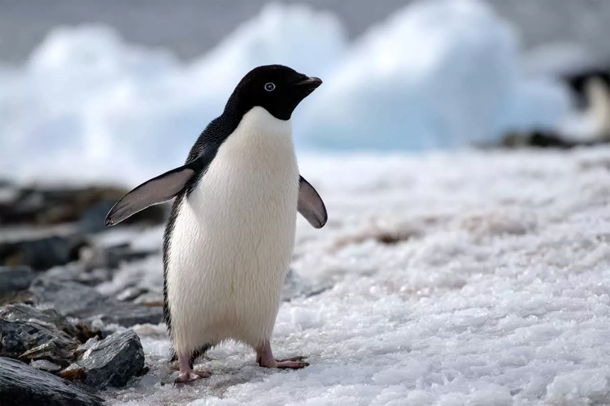 Top 10 Longest Bird Migrations in the World - Birds Tales