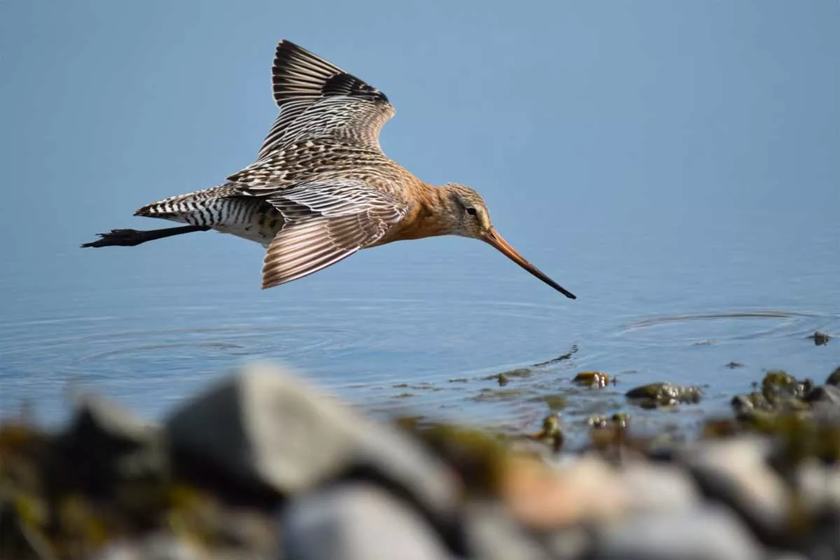 Top 10 Longest Bird Migrations in the World - Birds Tales