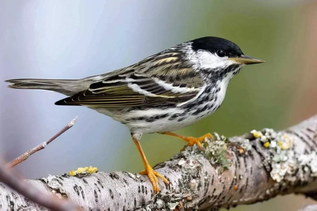 Top 10 Longest Bird Migrations in the World - Birds Tales