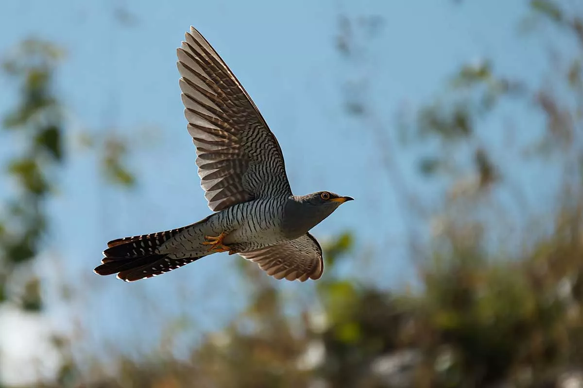 Top 10 Longest Bird Migrations in the World - Birds Tales