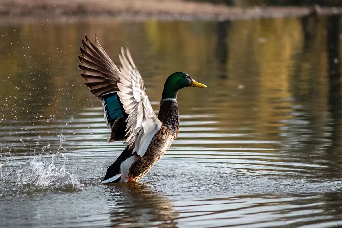 All About Ducks: Your Guide to the World of Waterfowl - Birds Tales
