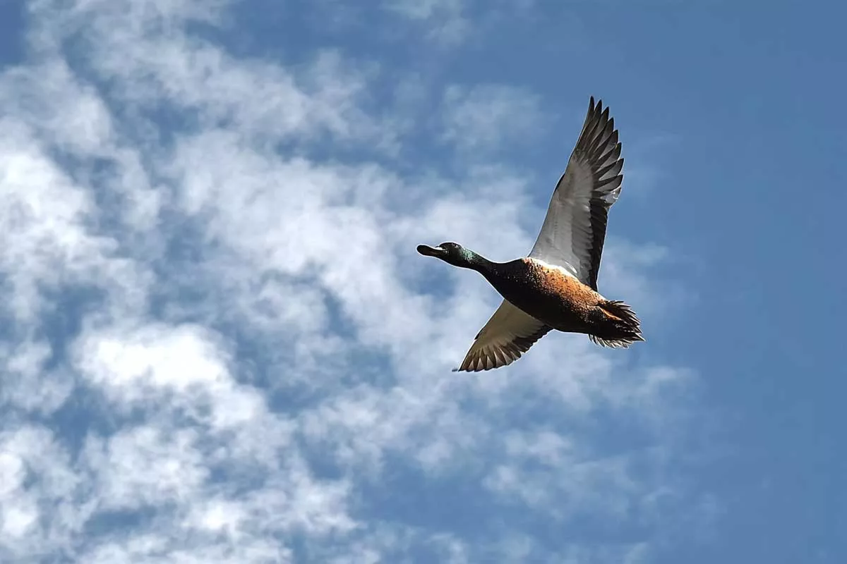 Birds Tales - Fascinating Bird Stories & Wildlife Adventures