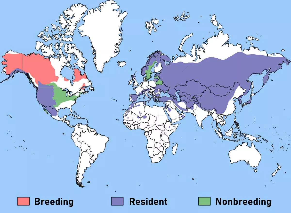 The Majestic Golden Eagle: A Complete Guide - Birds Tales