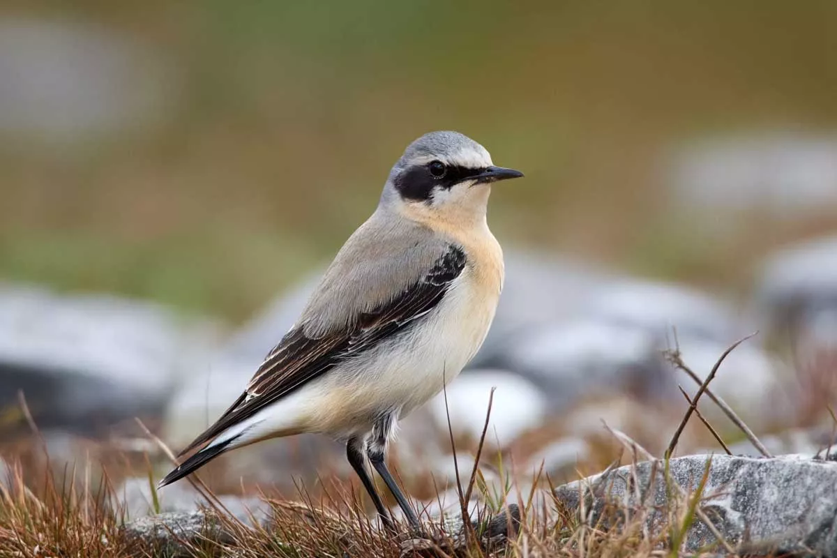 Top 10 Longest Bird Migrations in the World - Birds Tales