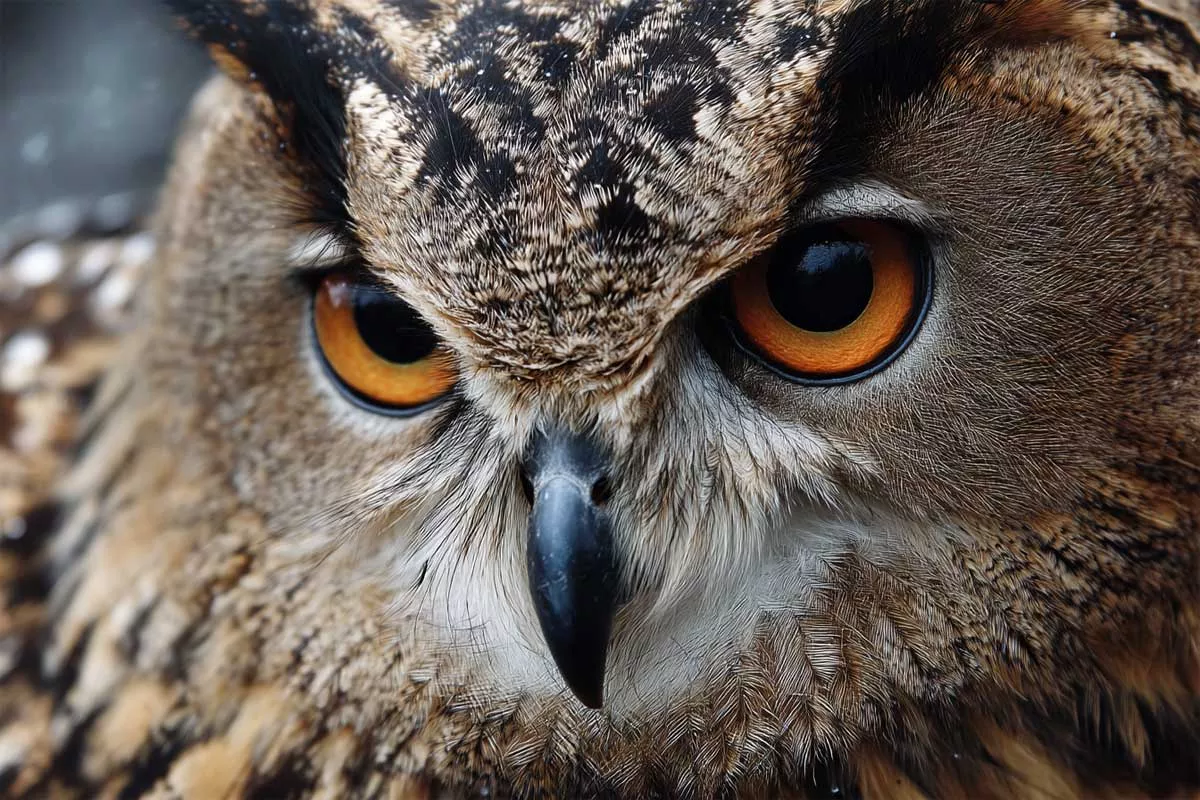 Owl Wisdom Symbolism: Mythology and Spirituality - Birds Tales