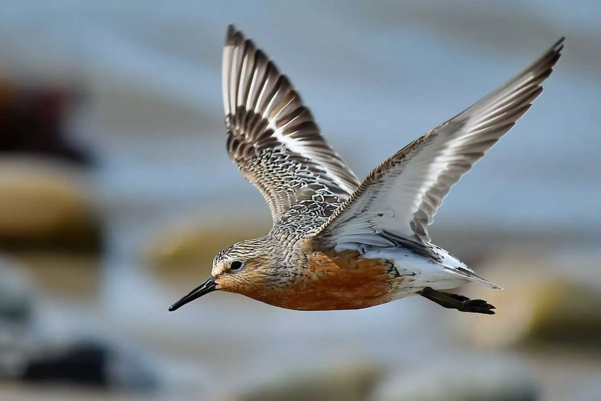 Top 10 Longest Bird Migrations in the World - Birds Tales