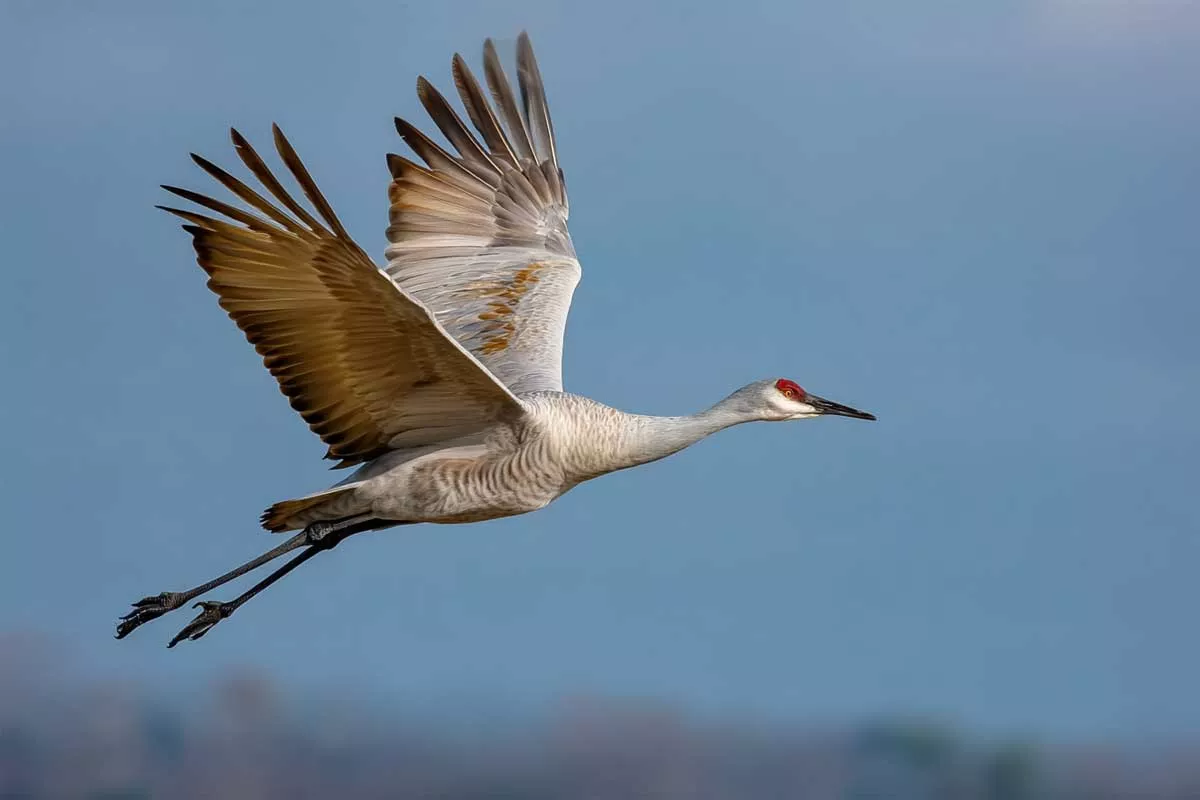 Top 10 Longest Bird Migrations in the World - Birds Tales