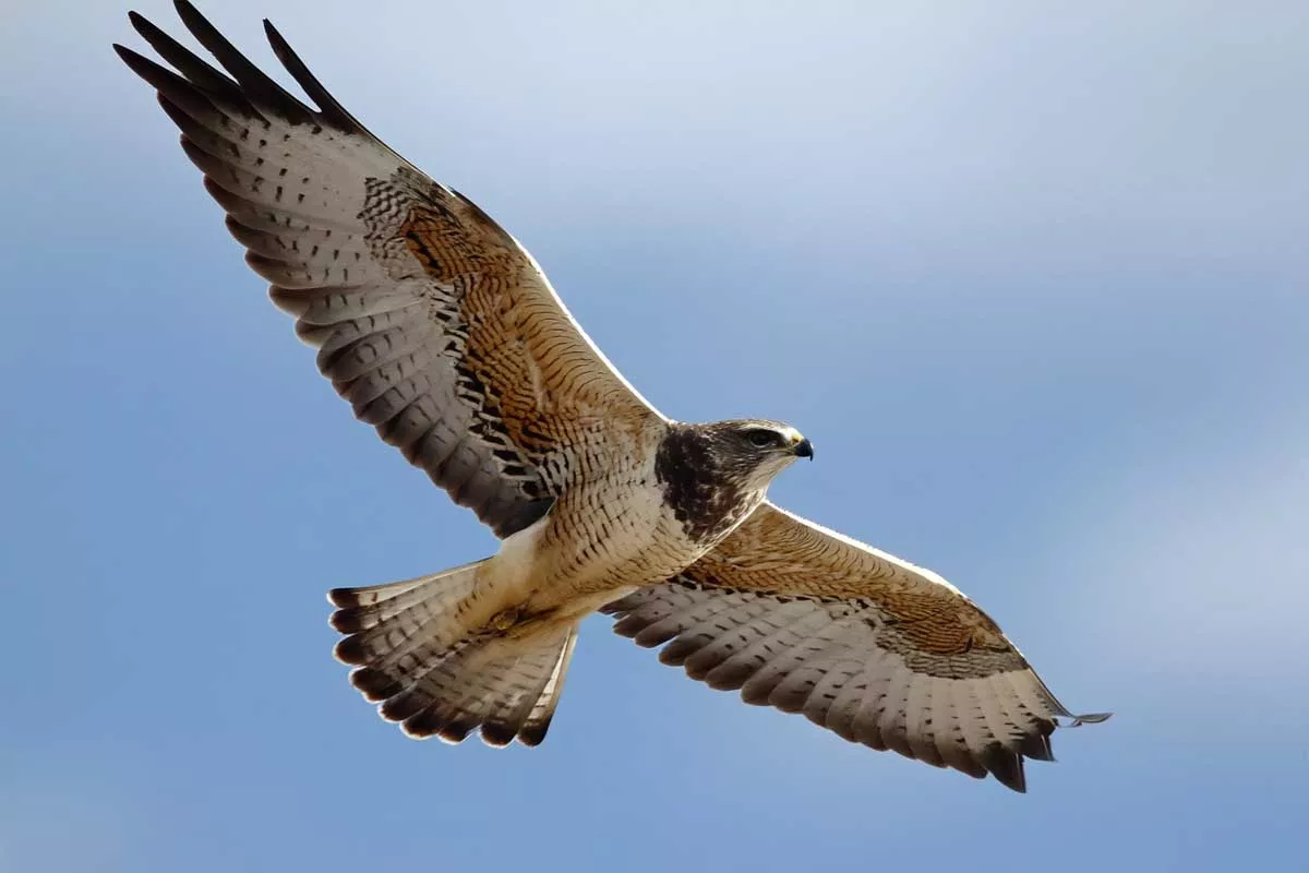 Top 10 Longest Bird Migrations in the World - Birds Tales