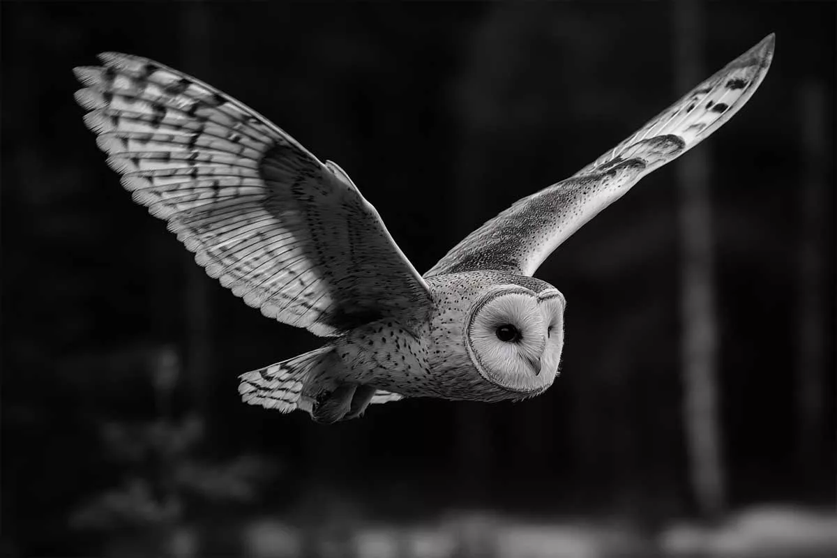 Owl Wisdom Symbolism: Mythology and Spirituality - Birds Tales