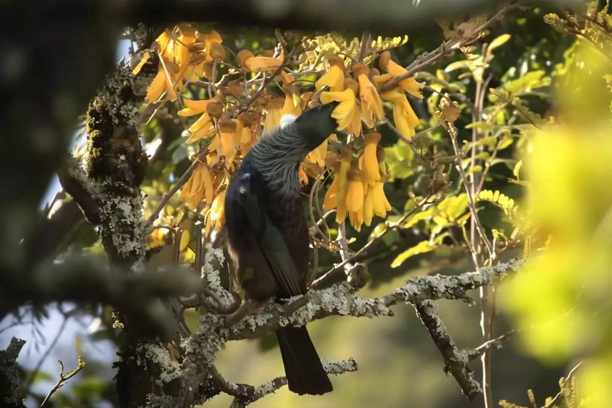 Tūī: Song, Mimicry & Aggression Explained (A Guide)