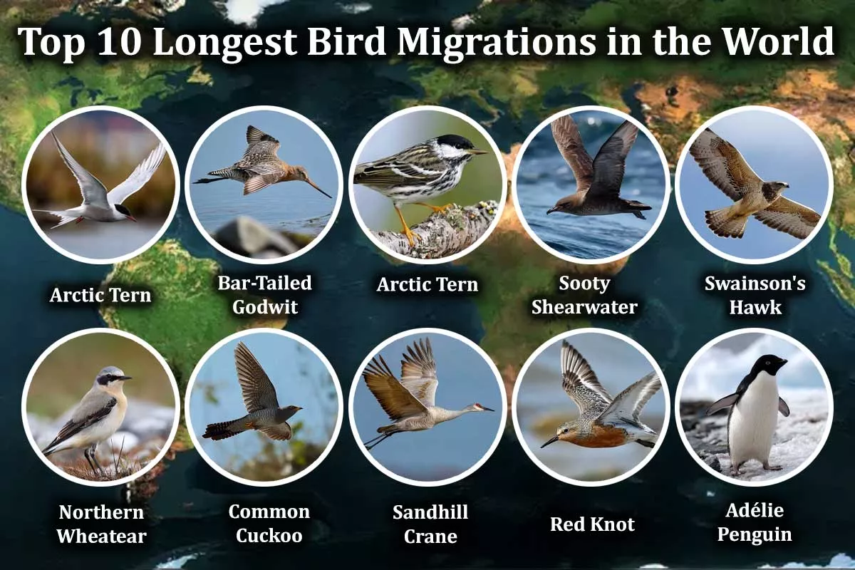 Top 10 Longest Bird Migrations in the World - Birds Tales