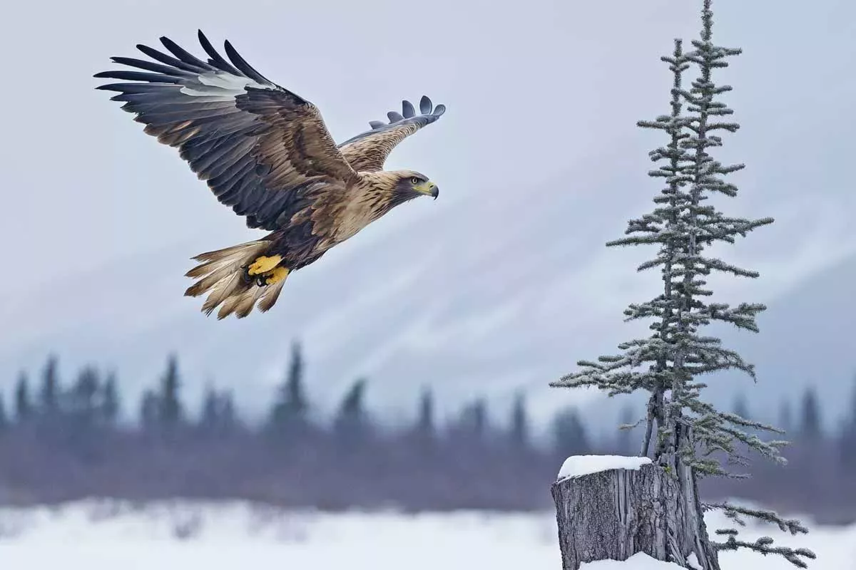 Birds Tales - Fascinating Bird Stories & Wildlife Adventures
