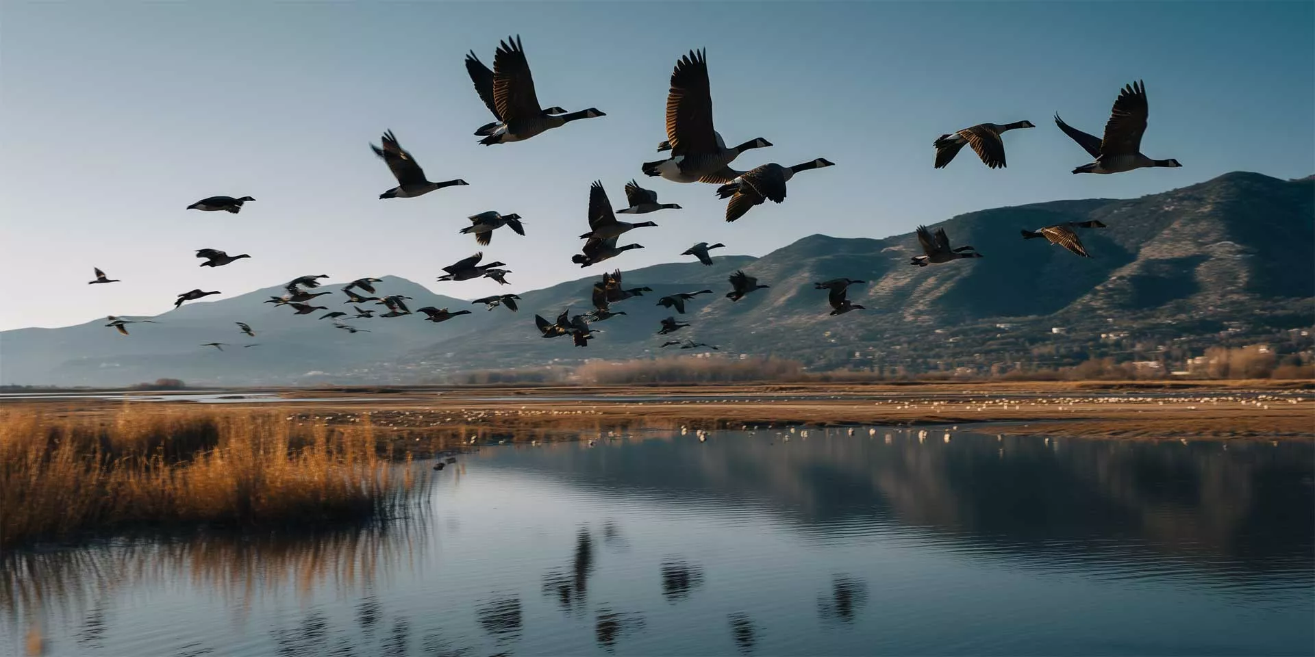 All About Ducks: Your Guide to the World of Waterfowl - Birds Tales