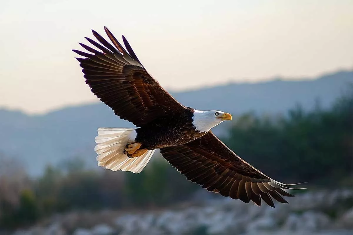 How Long Do Eagles Live - The Surprising Truth Explained