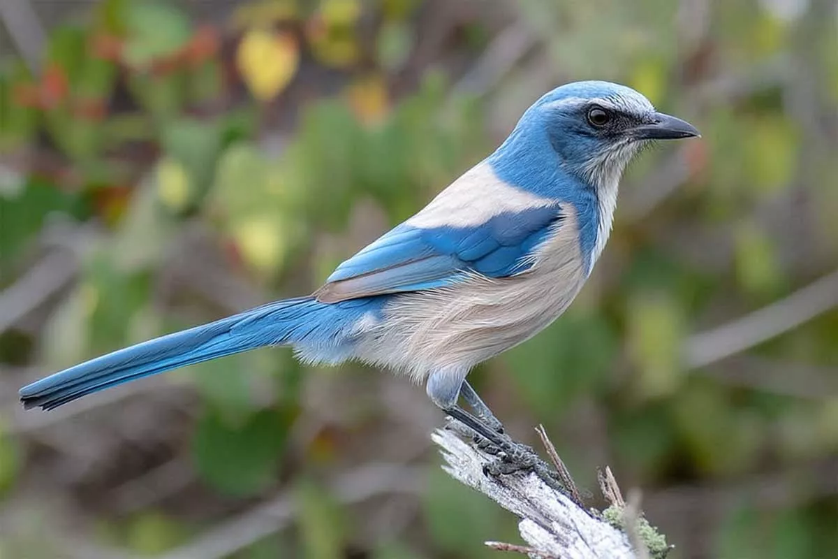 All About Jays: The Smart and Colorful Birds of the Forest - Birds Tales