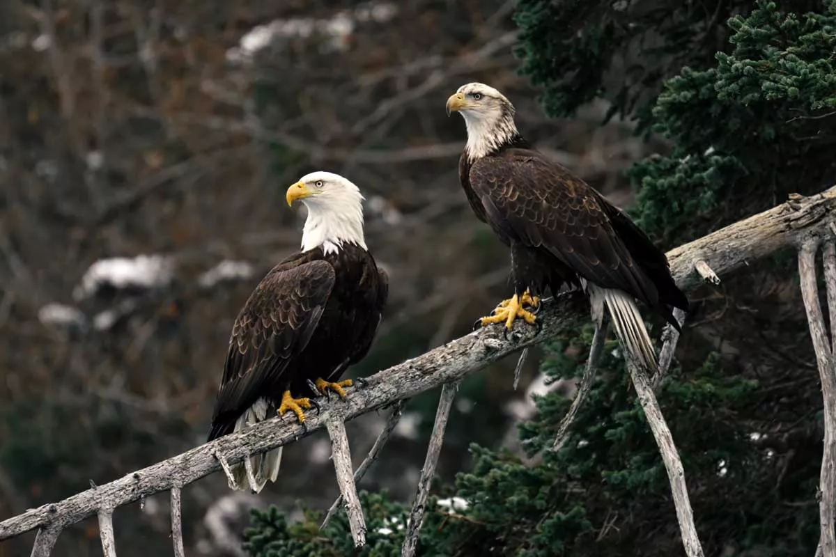 The American Bald Eagle: A Story of a National Symbol - Birds Tales
