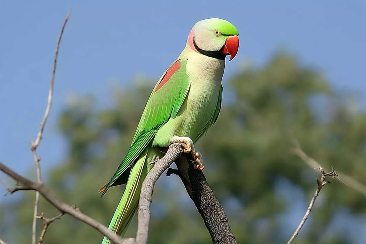 Meet the Amazing Alexandrine Parakeet - Birds Tales