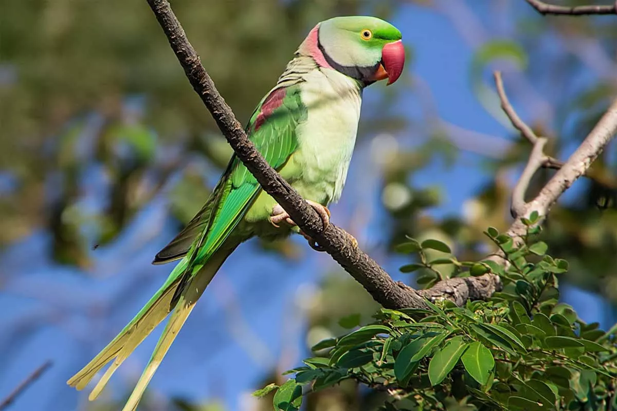 Meet the Amazing Alexandrine Parakeet - Birds Tales