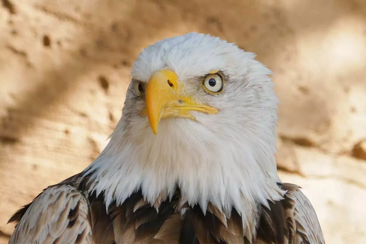 The American Bald Eagle: A Story of a National Symbol - Birds Tales