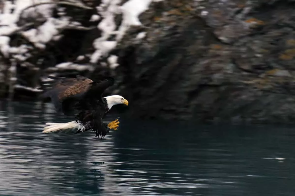 The American Bald Eagle: A Story of a National Symbol - Birds Tales