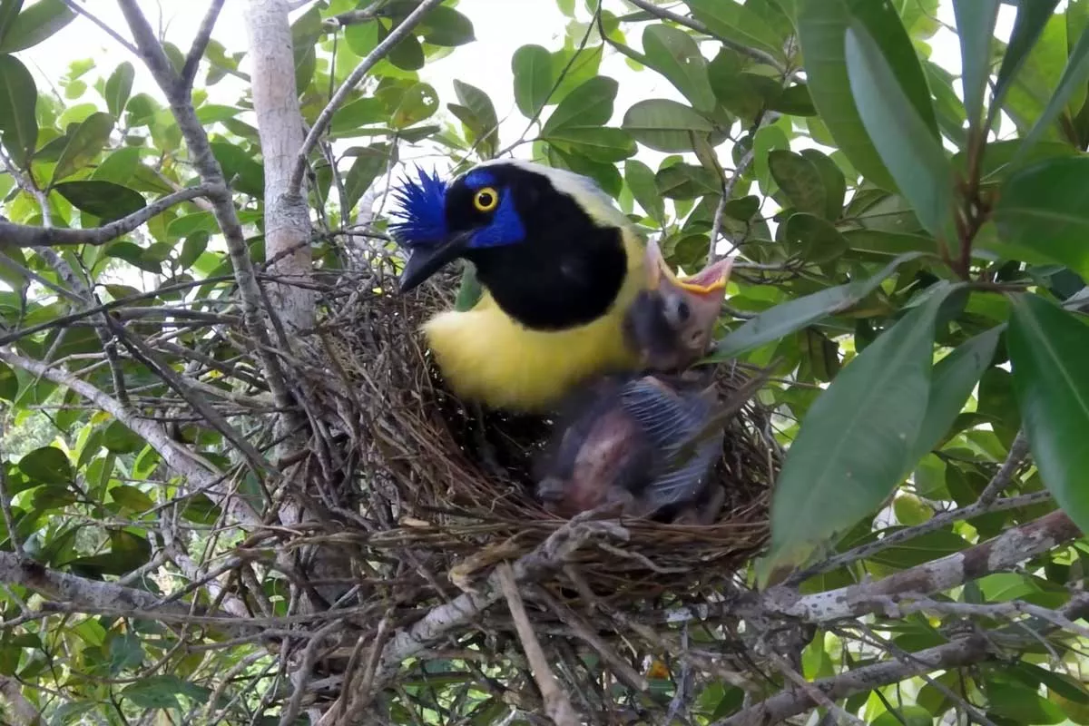 The Amazing Green Jay A Colorful And Clever Bird Birds Tales