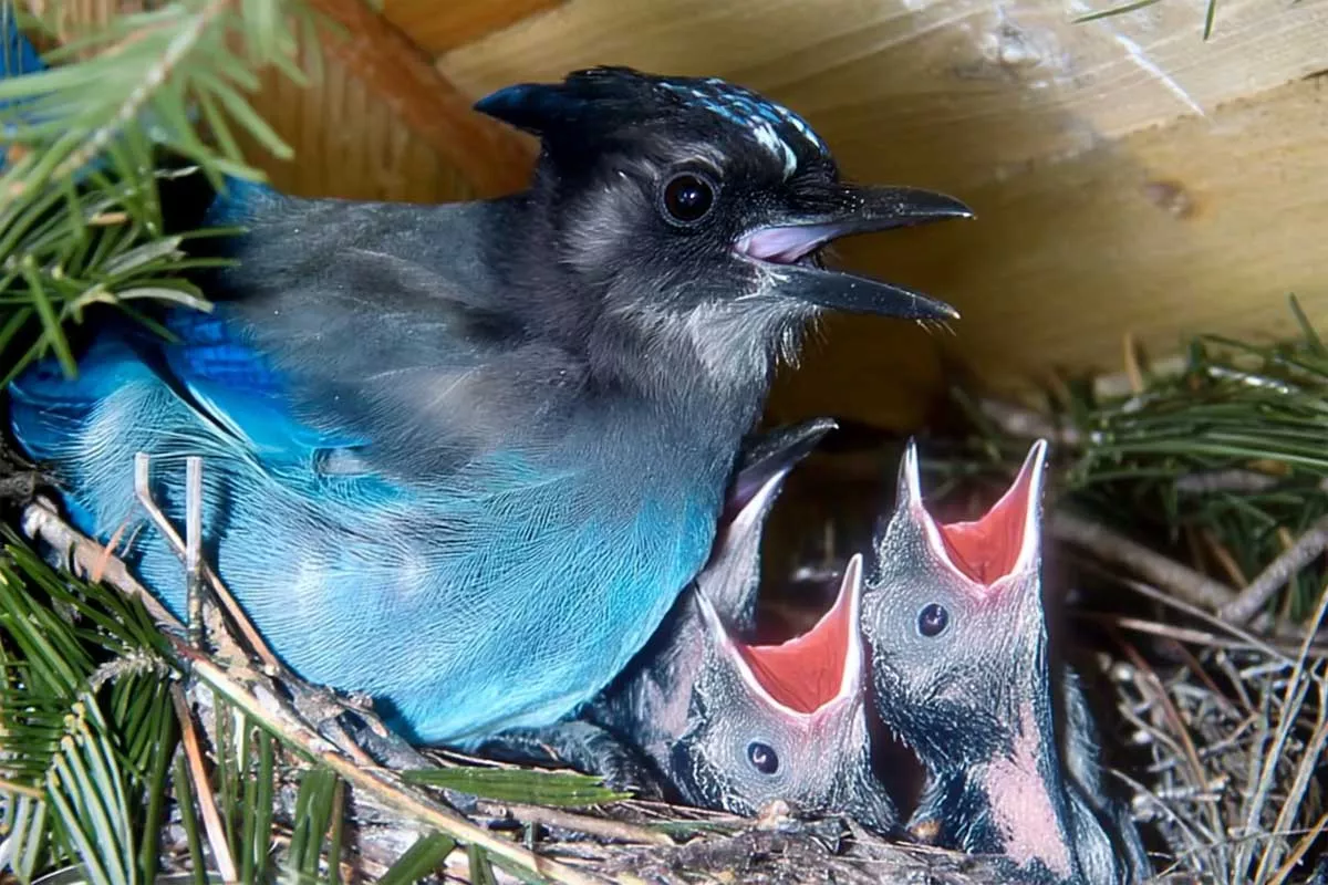 All About the Steller's Jay - Birds Tales