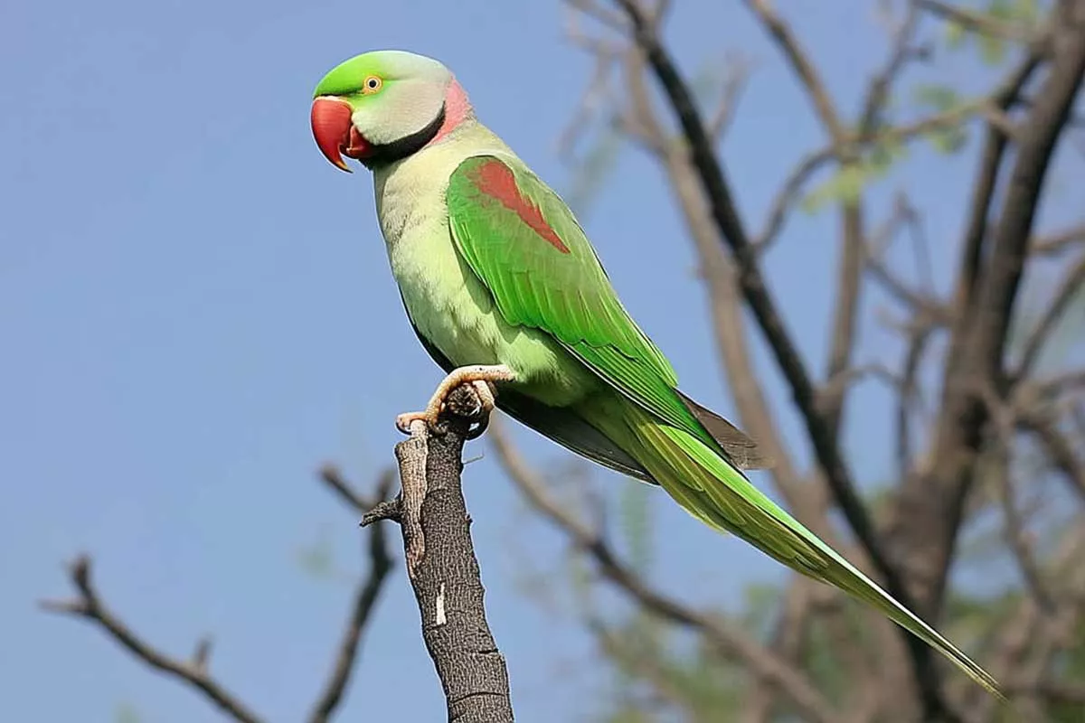 Meet the Amazing Alexandrine Parakeet - Birds Tales
