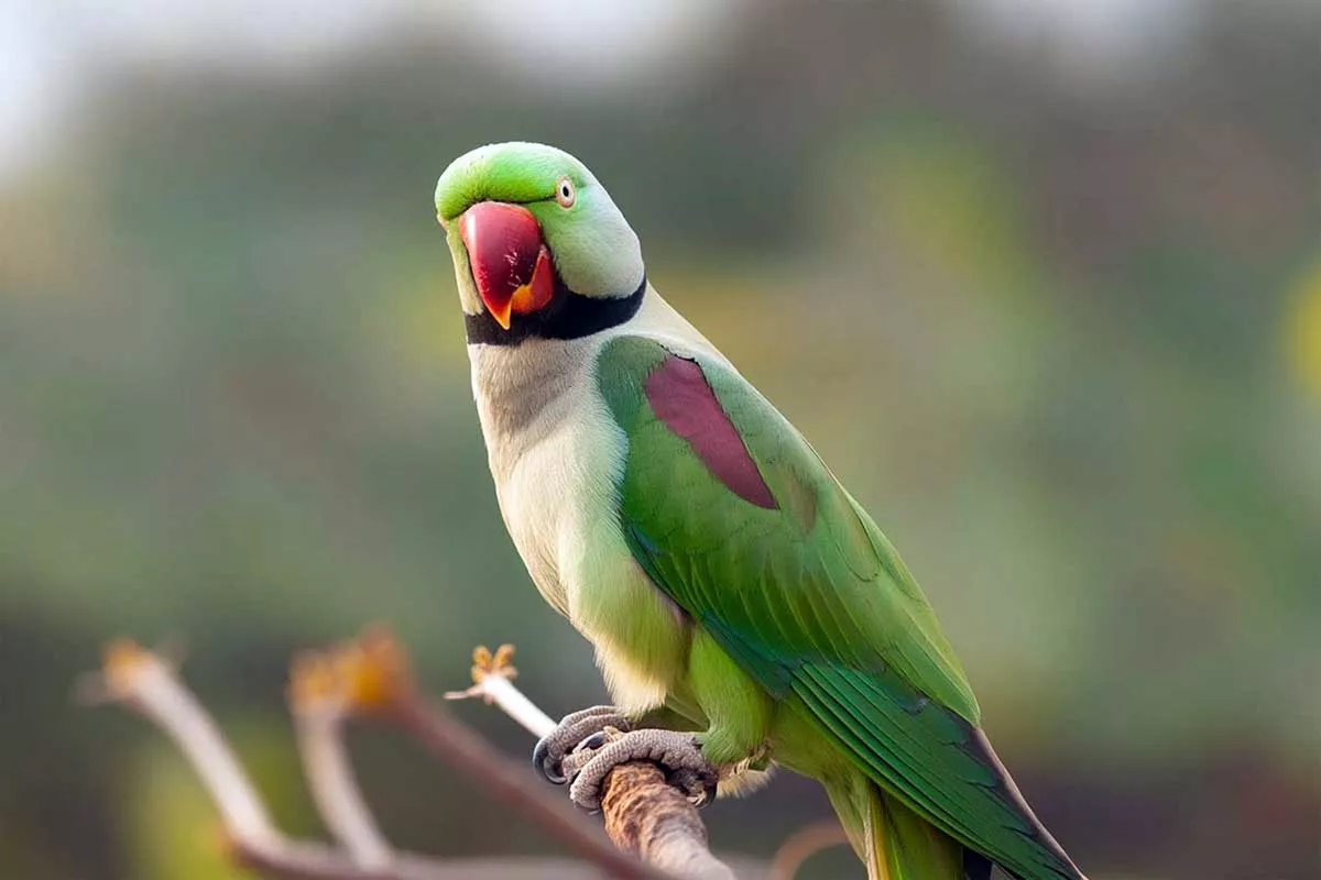 Meet the Amazing Alexandrine Parakeet - Birds Tales