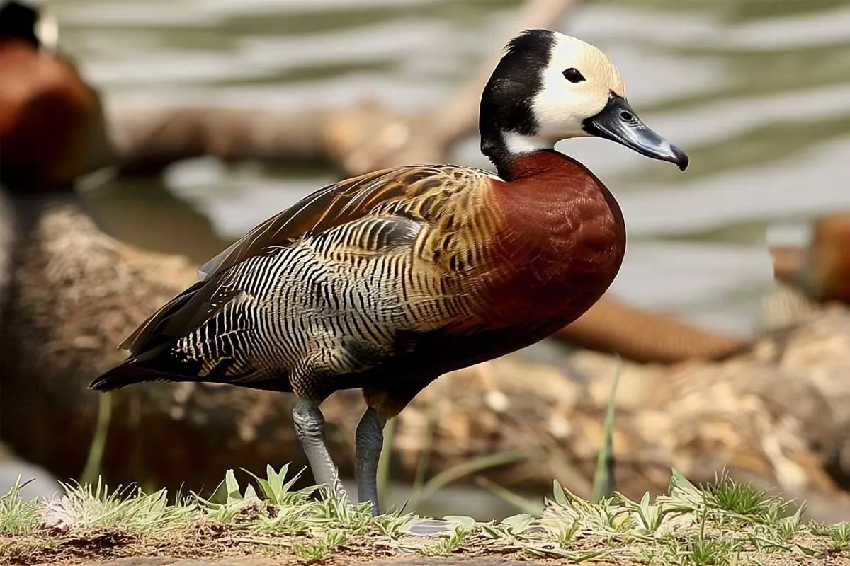 The White-faced Whistling Duck: A Unique Bird - Birds Tales