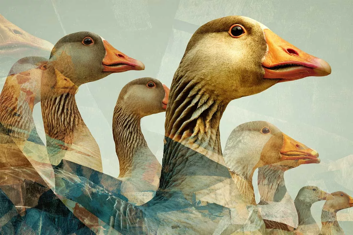 Everything You Need to Know About Geese - Birds Tales