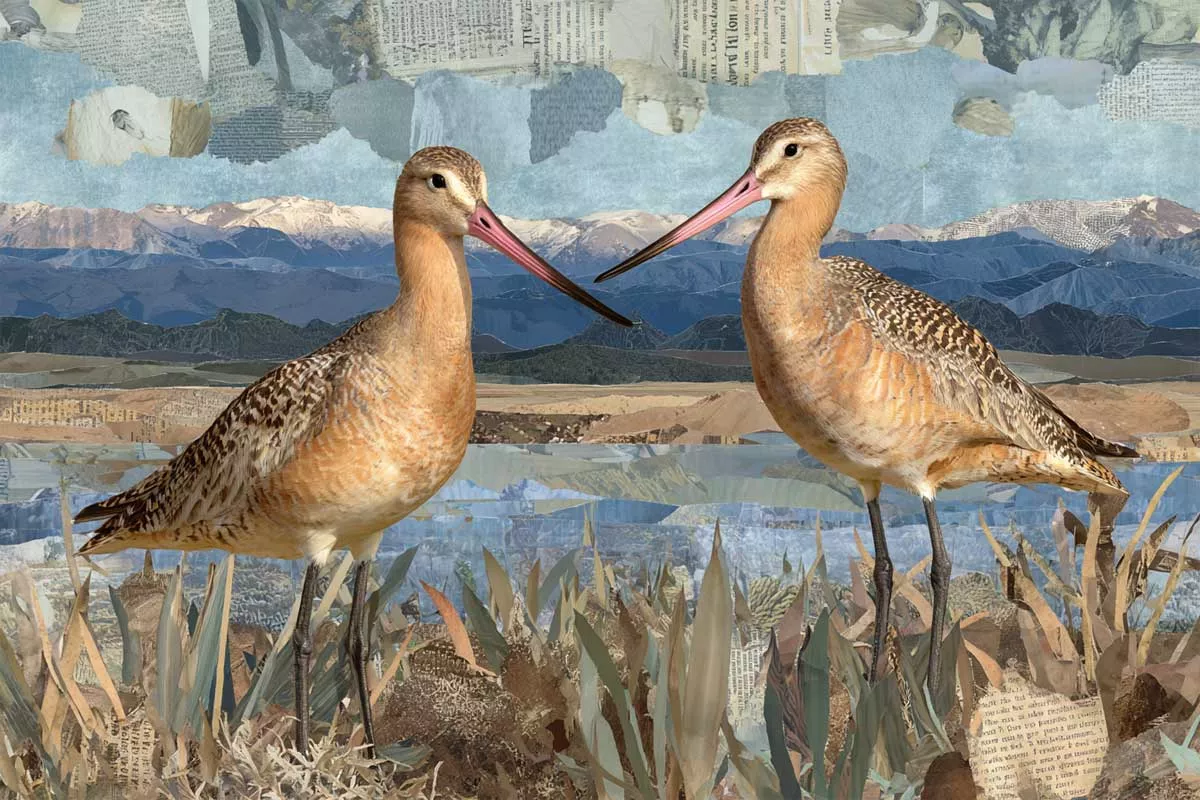 Godwits: The World's Greatest Flying Athletes - Birds Tales