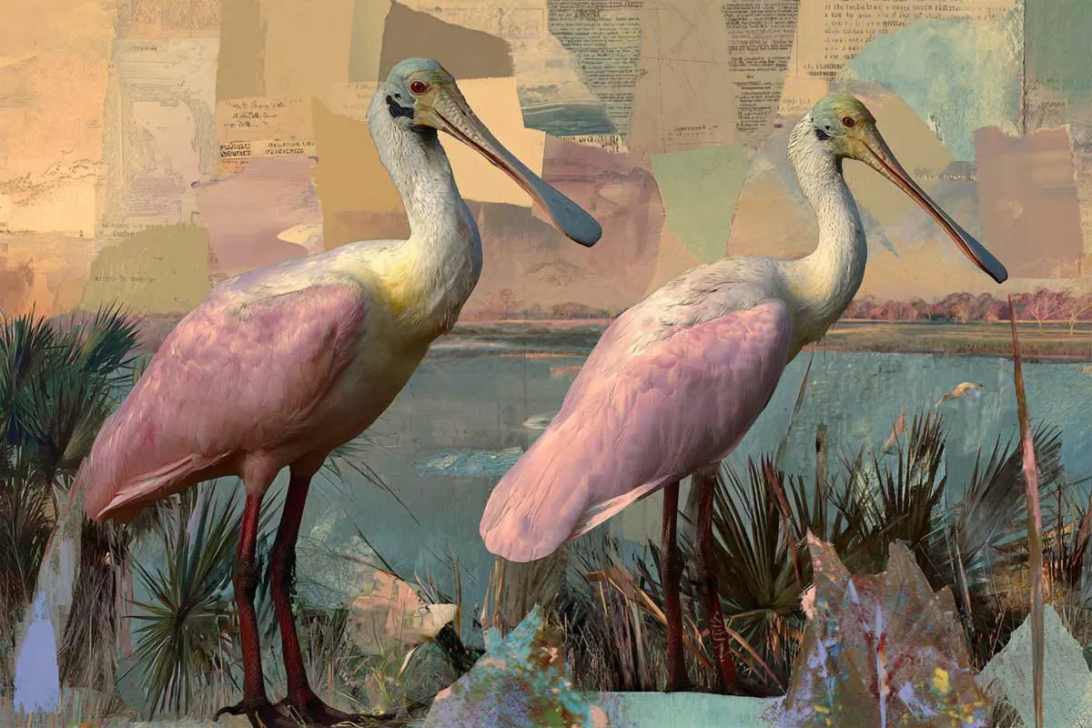 Spoonbills: The Ultimate Guide to 6 Amazing Species
