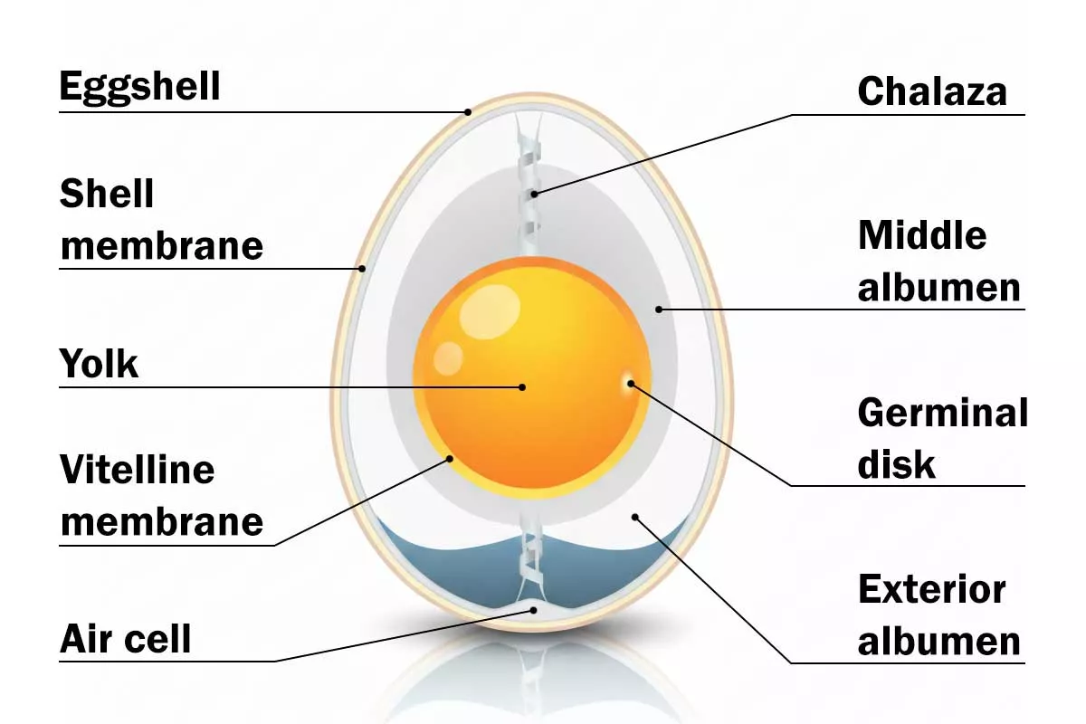 Bird Eggs: Why Shape, Color & Size Vary (Ultimate Guide)