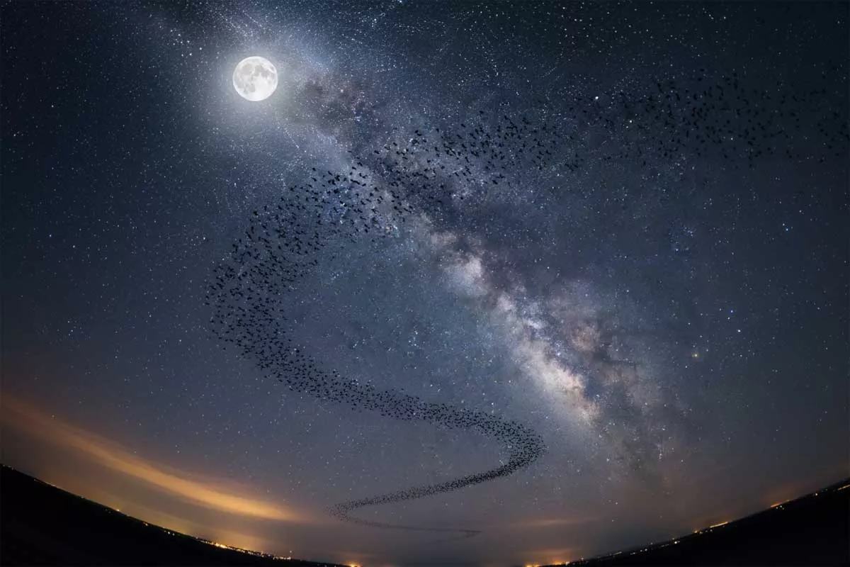Nocturnal Migration - Why Billions of Birds Fly by Night