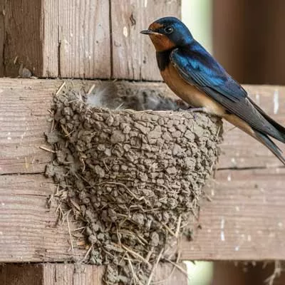 Bird Nest Guide (10 Types) - How & Why They Are Built
