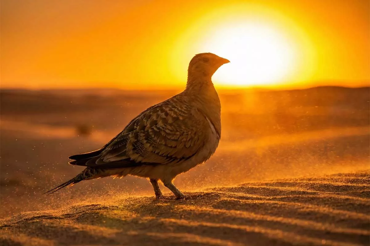 Bird Habitats - A Complete Guide to Where Birds Live