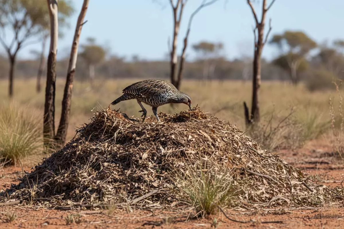 Ground-Dwelling Birds: A Complete Guide to Types & Adaptations