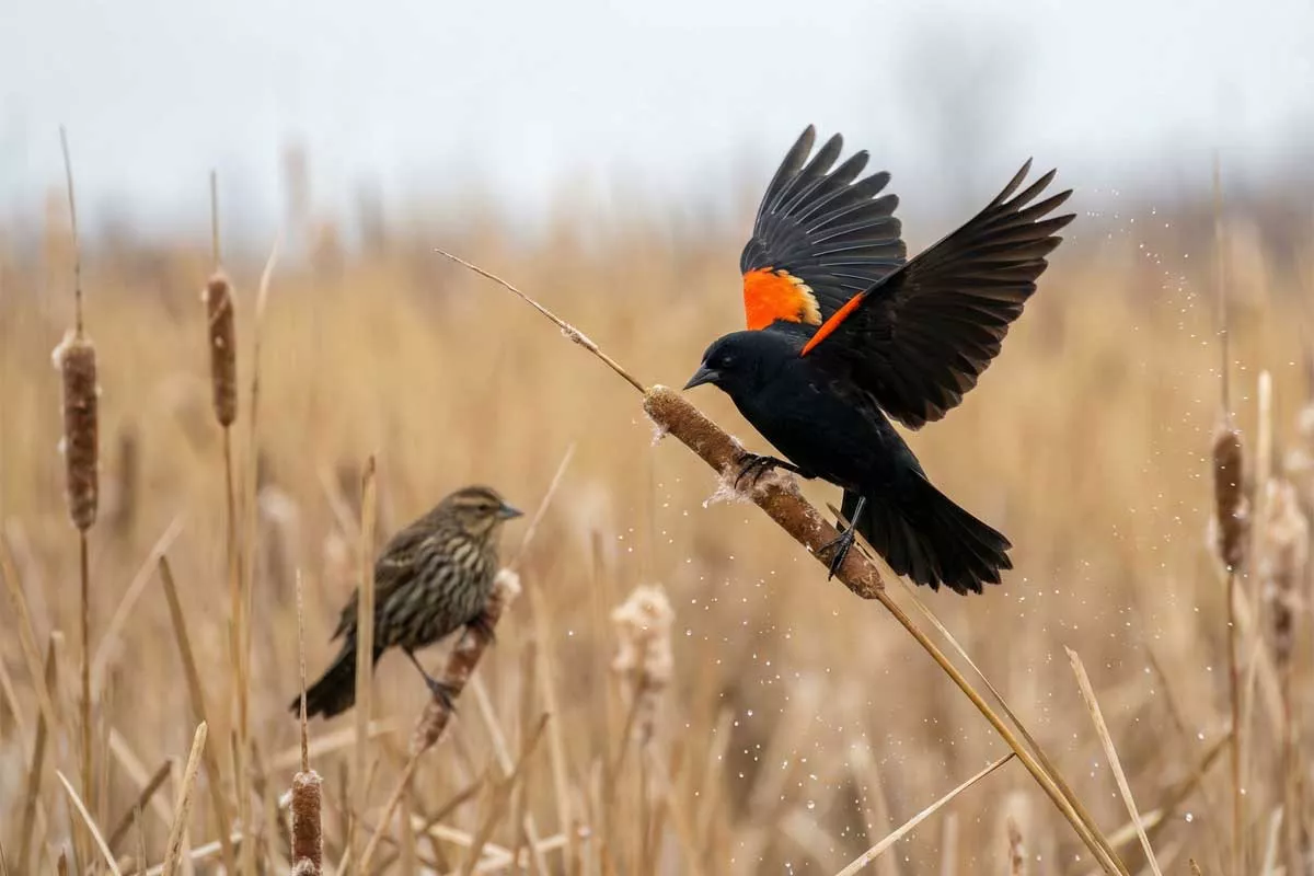 Sexual Dimorphism in Birds - A Complete Evolutionary Guide